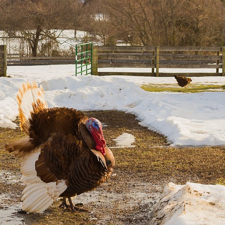 Bourbon Red Turkey - Breed Profile - Backyard Poultry